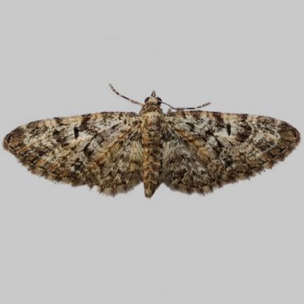 Oak-tree Pug - Eupithecia dodoneata* | Marek's Moths