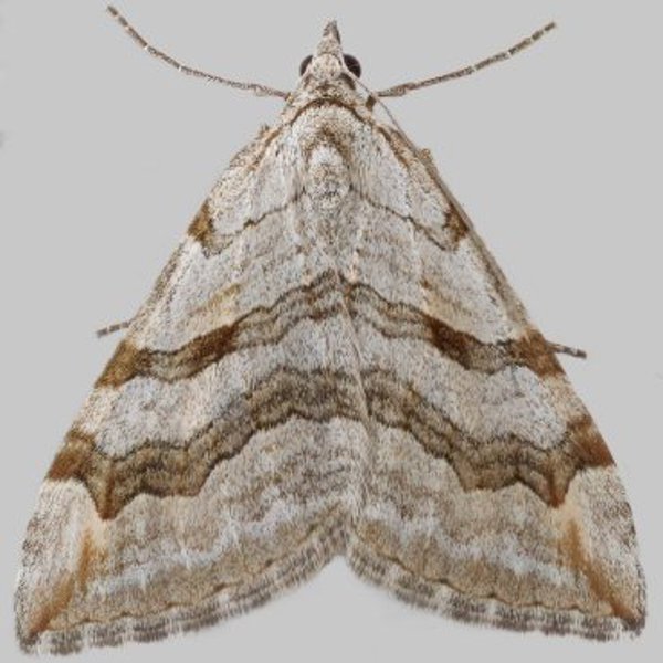 Lesser Treble-bar - Aplocera efformata* | Marek's Moths