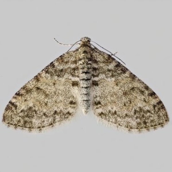 Seraphim - Lobophora halterata* | Marek's Moths