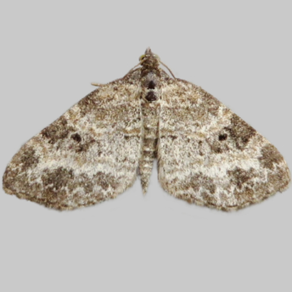 Small Seraphim - Pterapherapteryx sexalata | Marek's Moths