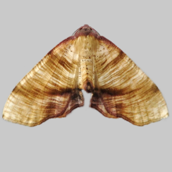 Scorched Wing - Plagodis dolabraria | Marek's Moths