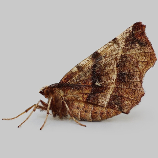 Early Thorn - Selenia dentaria (1st Generation) | Marek's Moths