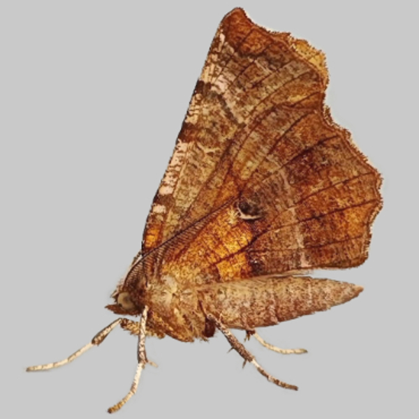 Early Thorn - Selenia dentaria (2nd Generation) | Marek's Moths