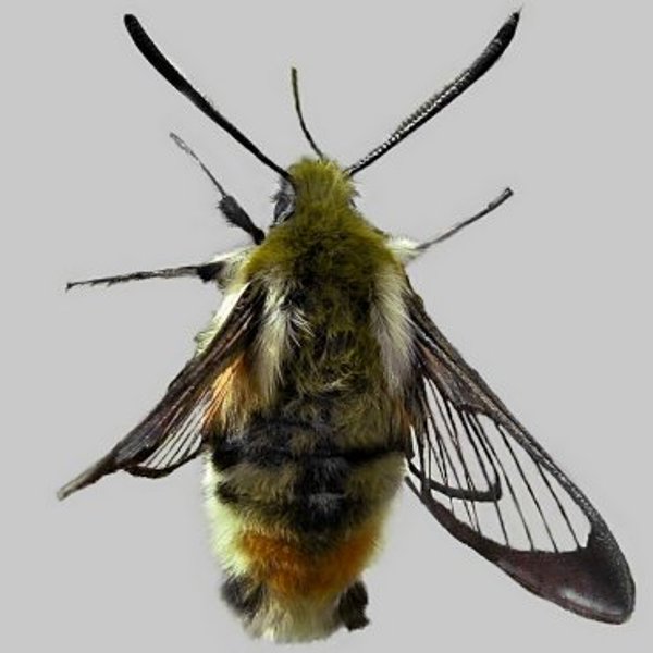 Narrow-bordered Bee Hawk-moth - Hemaris tityus | Marek's Moths