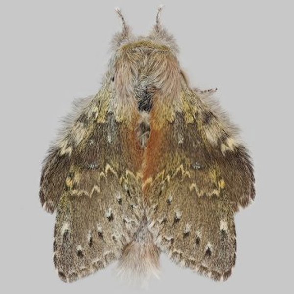 Lobster Moth - Stauropus fagi | Marek's Moths
