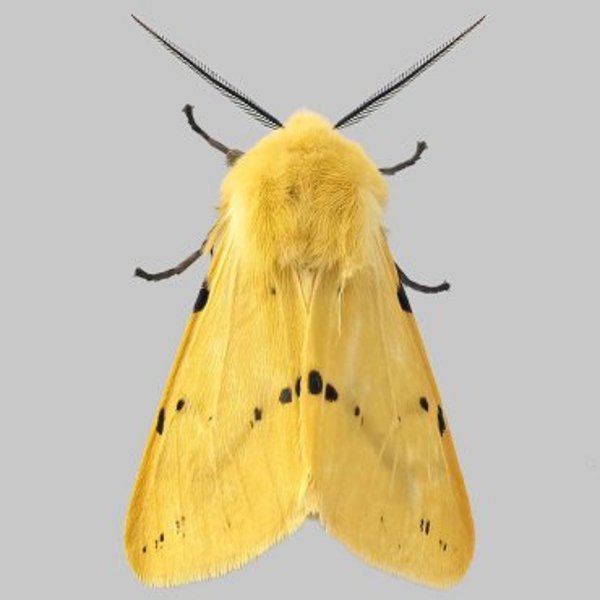 Buff Ermine - Spilosoma luteum (Male) | Marek's Moths