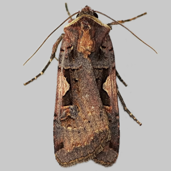 Setaceous Hebrew Character - Xestia c-nigrum | Marek's Moths