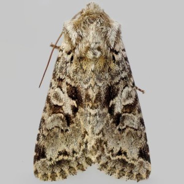 Shears - Hada plebeja | Marek's Moths