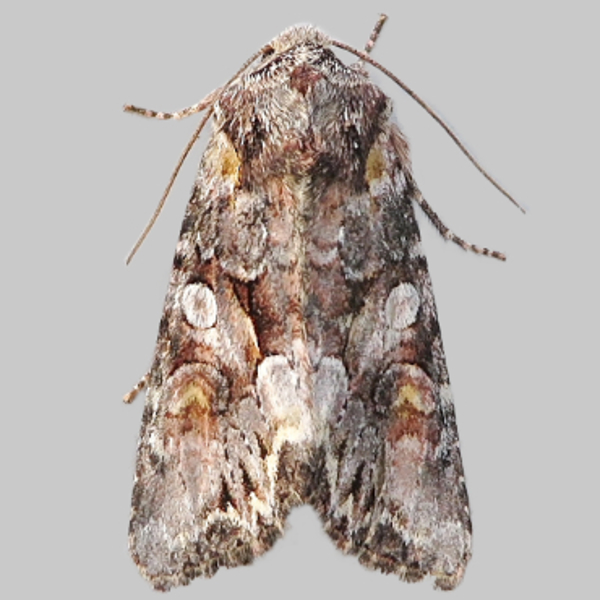 Beautiful Brocade - Lacanobia contigua | Marek's Moths