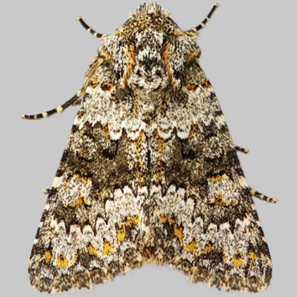 Small Ranunculus - Hecatera dysodea | Marek's Moths