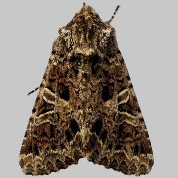 Lychnis - Hadena bicruris | Marek's Moths