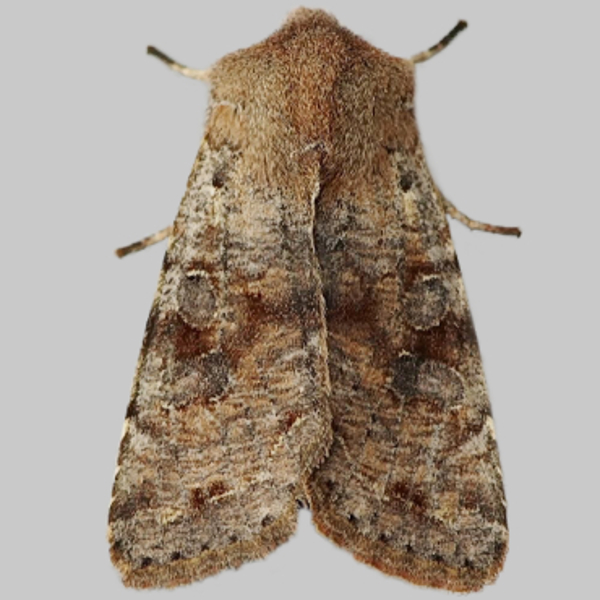 Clouded Drab - Orthosia incerta | Marek's Moths