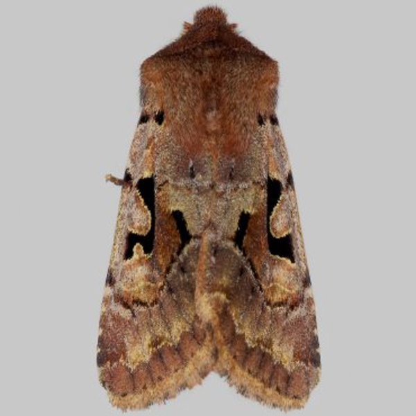 Hebrew Character - Orthosia gothica | Marek's Moths