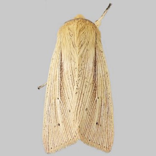 Southern Wainscot - Mythimna straminea* | Marek's Moths