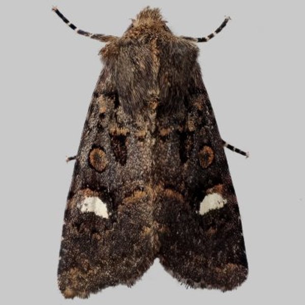 Oak Rustic - Dryobota labecula f. albomacula* | Marek's Moths