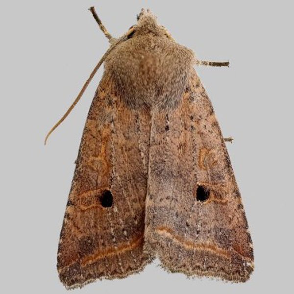 Red-line Quaker - Agrochola lota | Marek's Moths