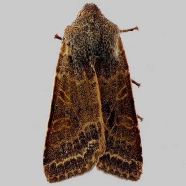 Beaded Chestnut - Agrochola lychnidis* | Marek's Moths