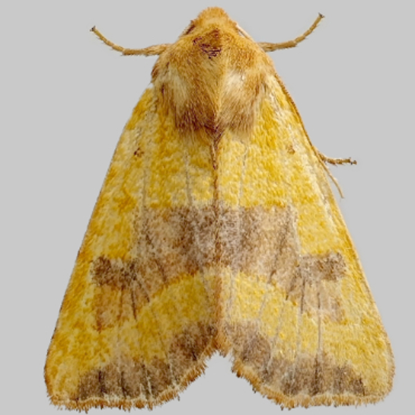 Centre-Barred Sallow - Atethmia centrago* | Marek's Moths