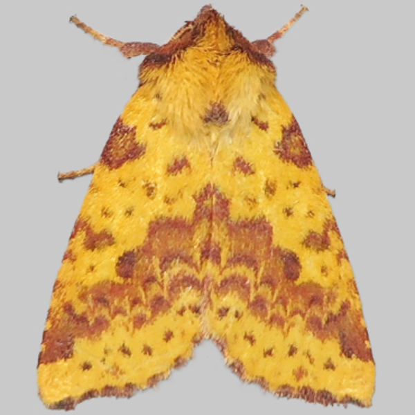 Pink-barred Sallow - Xanthia togata | Marek's Moths