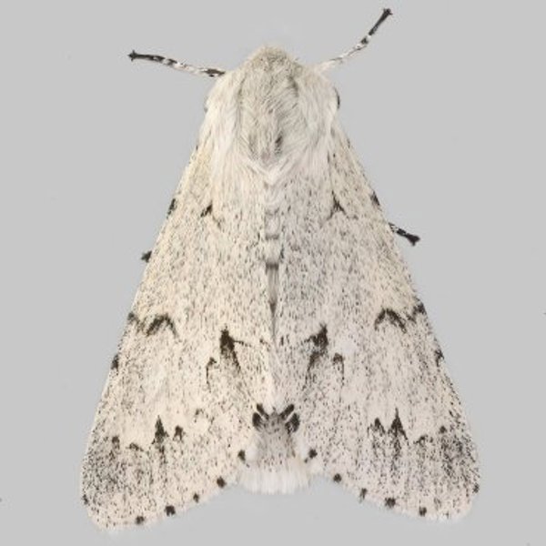 Miller - Acronicta leporina | Marek's Moths
