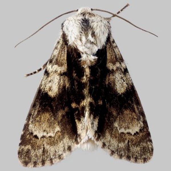 Alder Moth - Acronicta alni* | Marek's Moths
