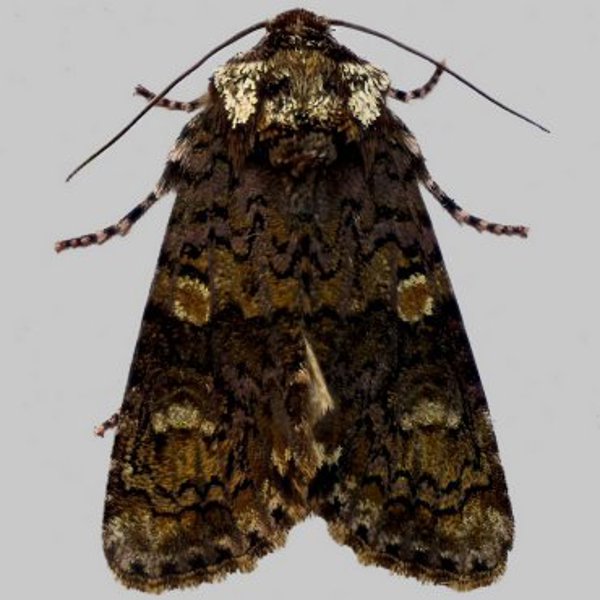 Coronet - Craniophora ligustri | Marek's Moths