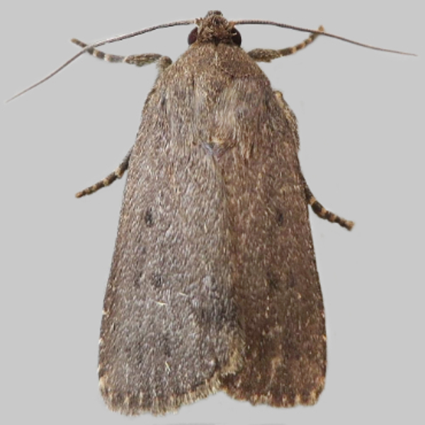 Mouse Moth - Amphipyra tragopoginis | Marek's Moths