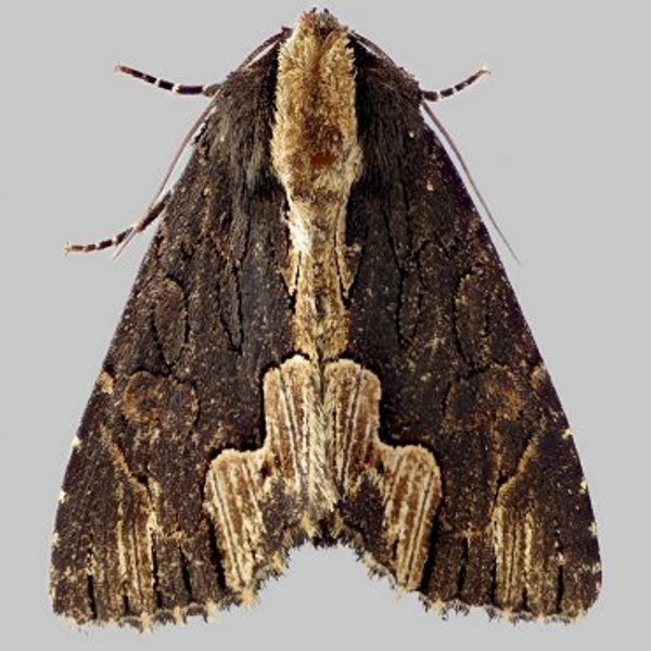 Bird's Wing - Dypterygia scabriuscula | Marek's Moths