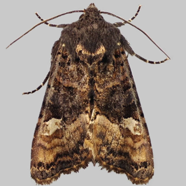 Small Angle Shades - Euplexia lucipara | Marek's Moths
