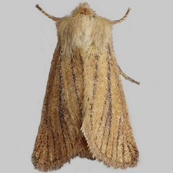 Small Wainscot - Denticucullus pygmina | Marek's Moths