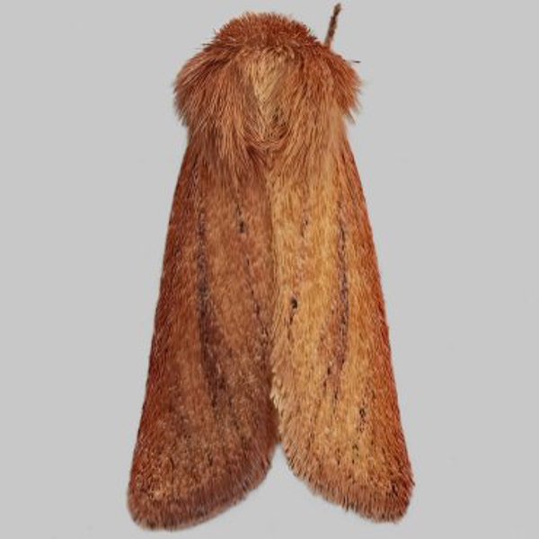 Small Wainscot - Denticucullus pygmina | Marek's Moths