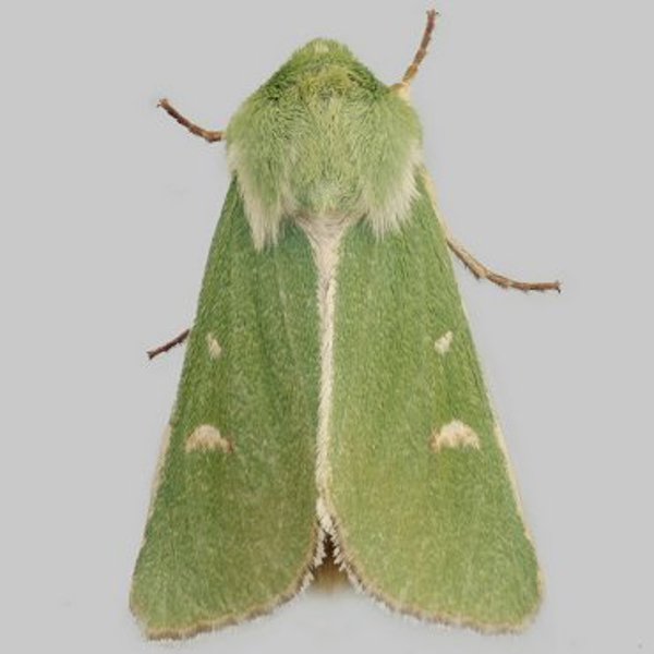 Burren Green - Calamia tridens occidentalis | Marek's Moths