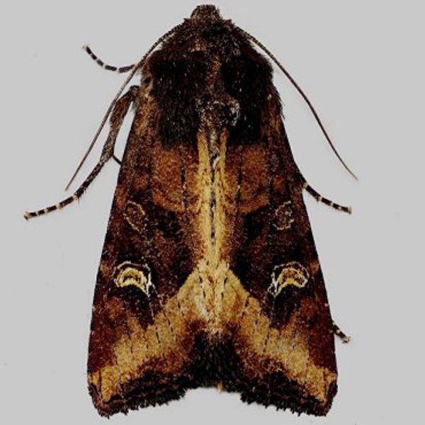 Crescent - Helotropha leucostigma | Marek's Moths