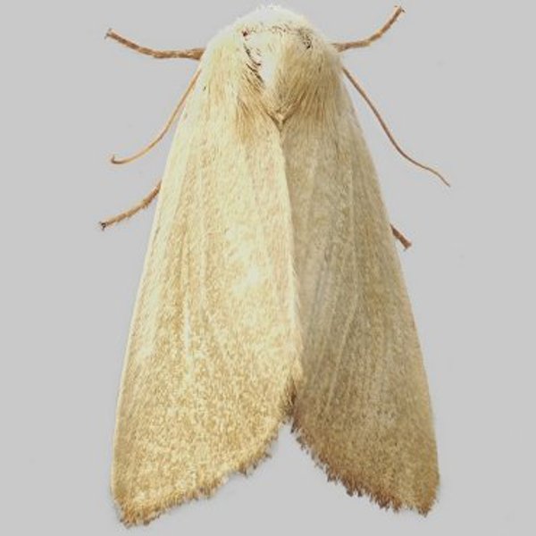 Fen Wainscot - Arenostola phragmitidis* | Marek's Moths