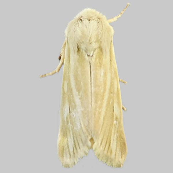 Brighton Wainscot - Oria musculosa | Marek's Moths
