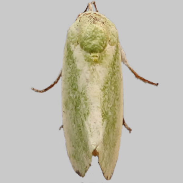 Egyptian Bollworm - Earias insulana | Marek's Moths