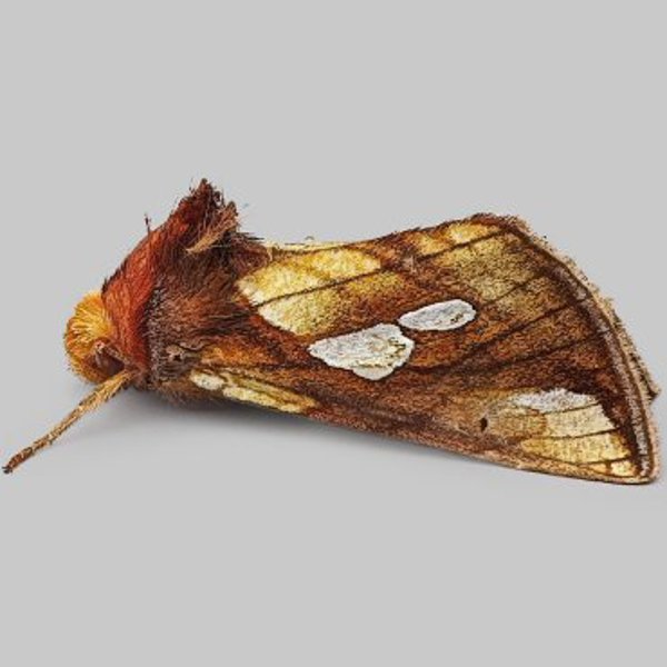 Gold Spot - Plusia festucae | Marek's Moths