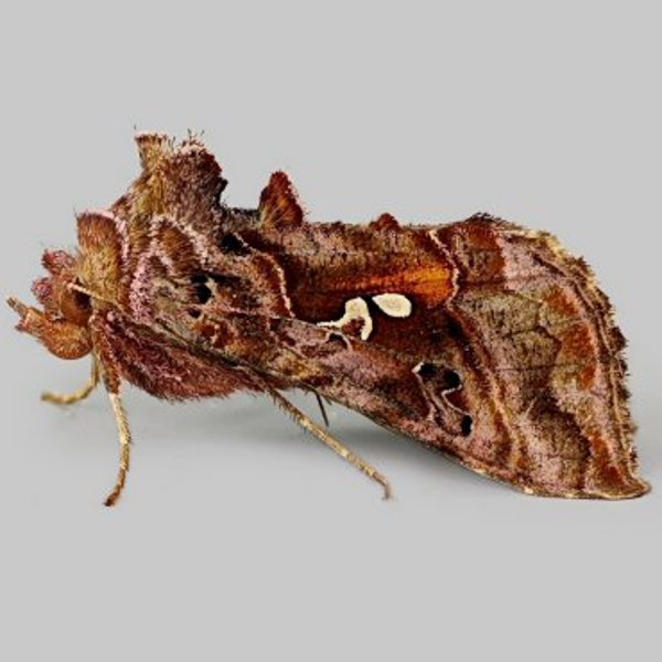 Beautiful Golden Y - Autographa pulchrina | Marek's Moths