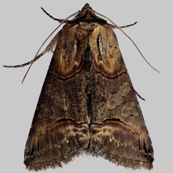 Dark Spectacle - Abrostola triplasia | Marek's Moths
