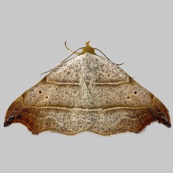 Beautiful Hook-tip - Laspeyria flexula | Marek's Moths