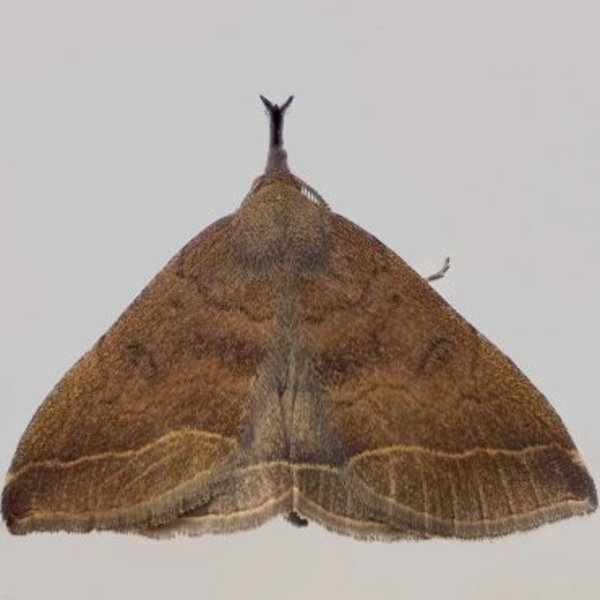 Plumed Fan-foot - Pechipogo plumigeralis | Marek's Moths